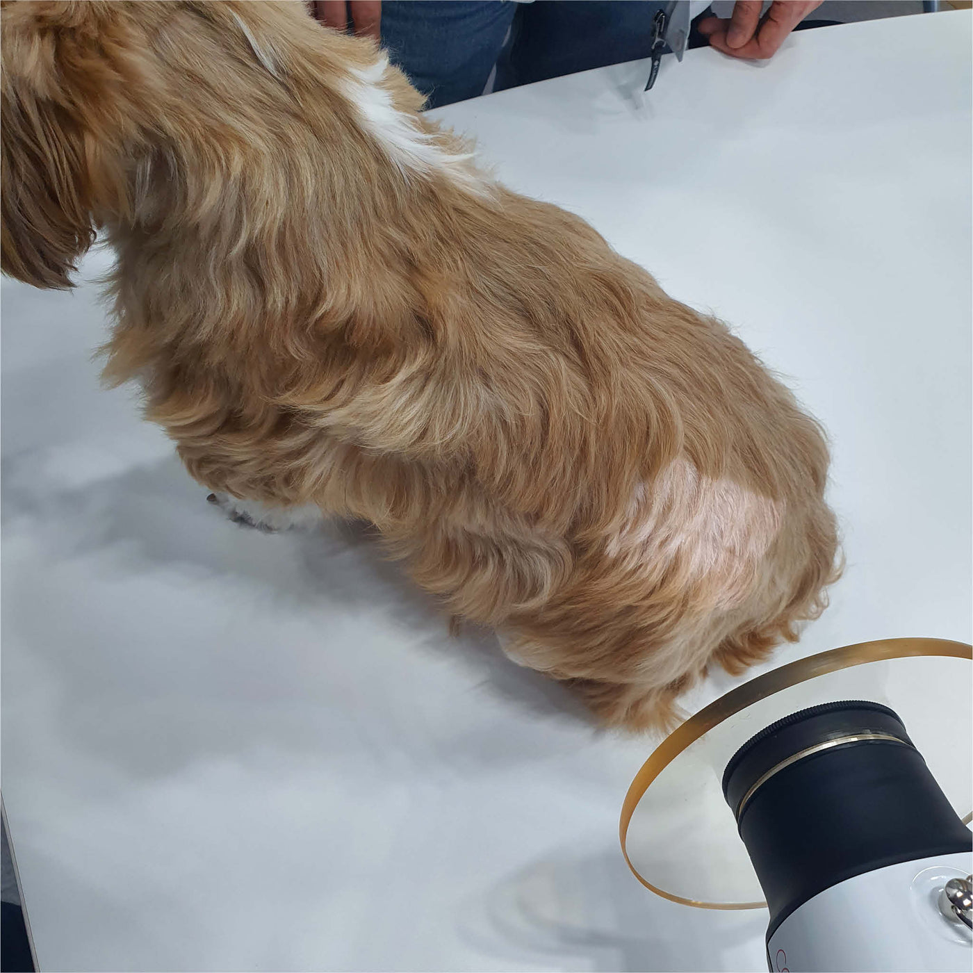 Dexcowin COCOON Handheld Vet X-ray